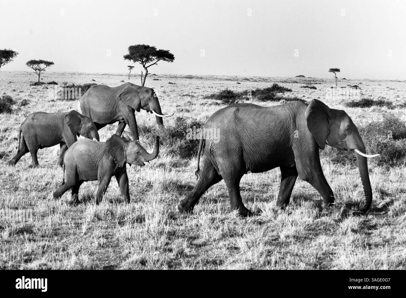 Travelling around the Masai Mara in Kenya opens up a world of wildlife ...