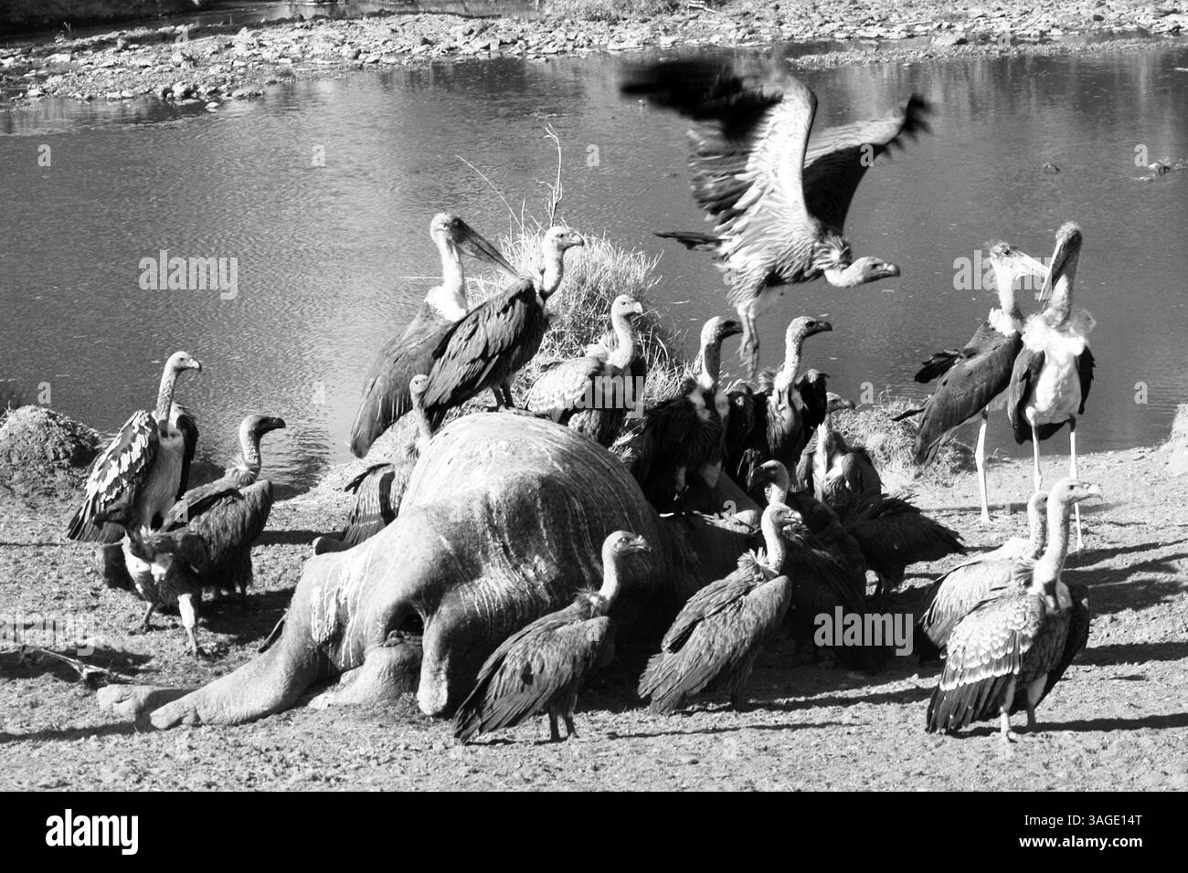 Travelling around the Masai Mara in Kenya opens up a world of wildlife ...