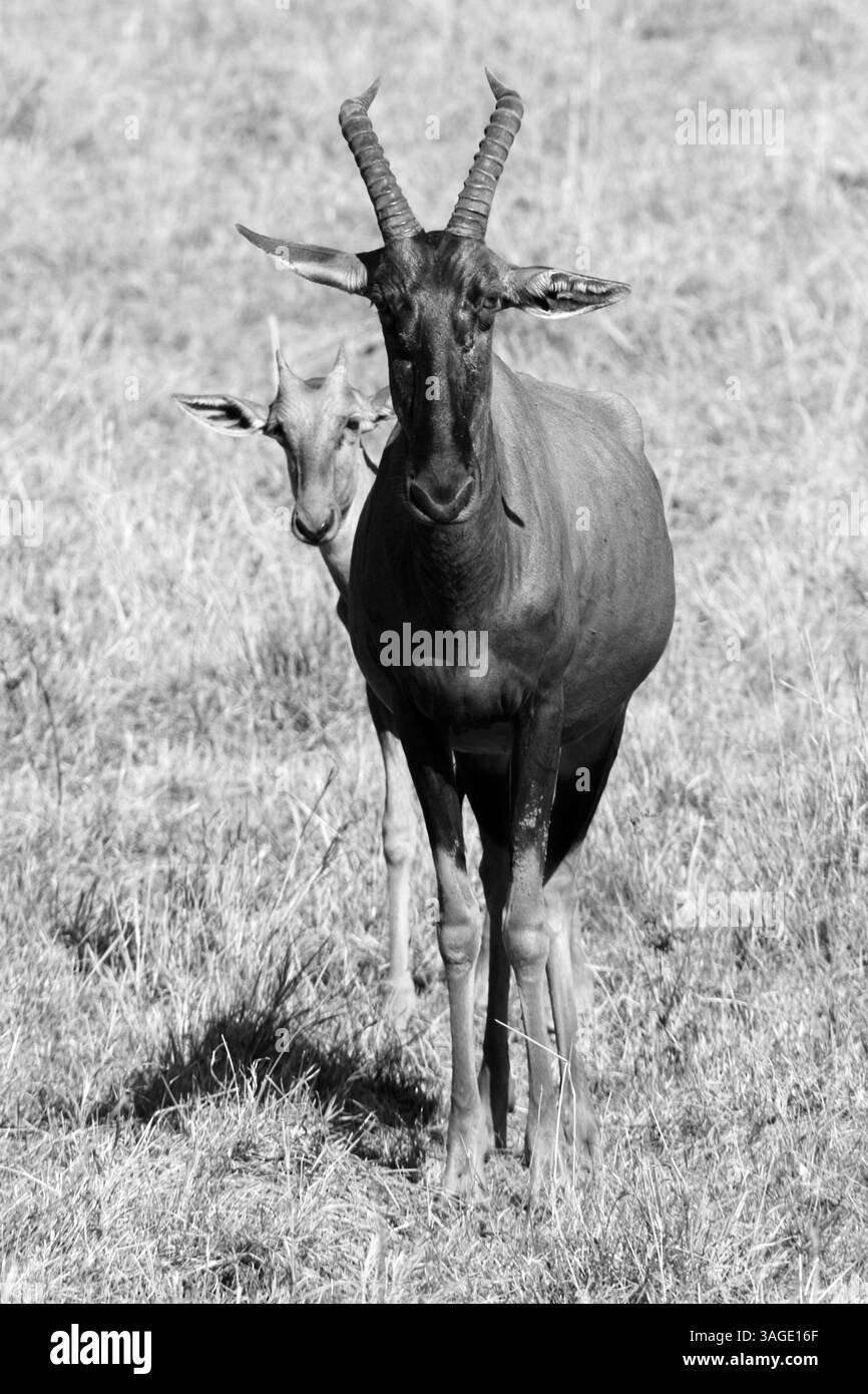 Travelling around the Masai Mara in Kenya opens up a world of wildlife ...