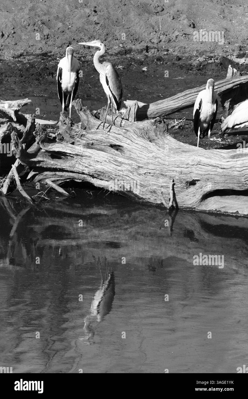 Travelling around the Masai Mara in Kenya opens up a world of wildlife ...