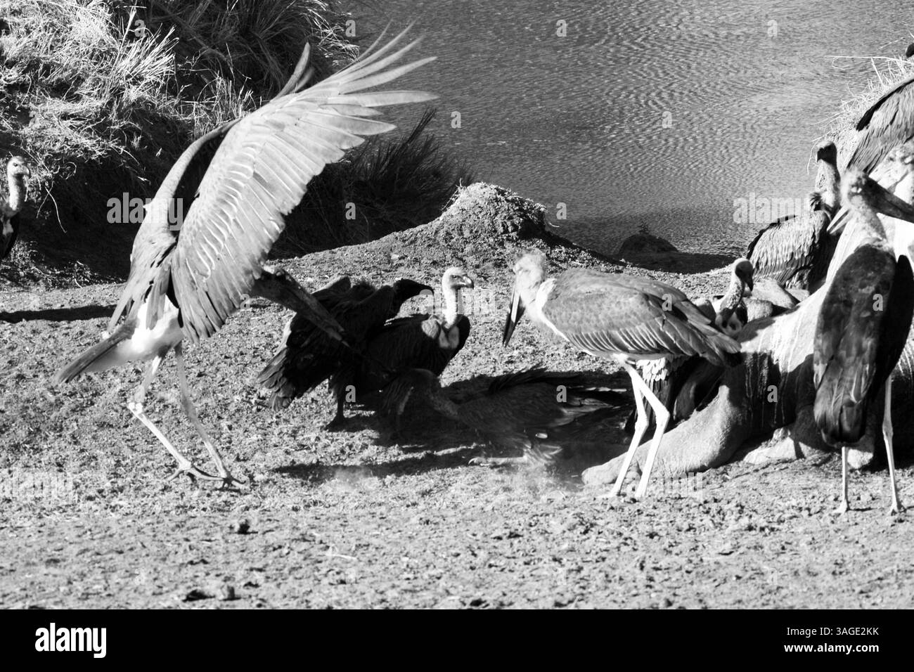 Travelling around the Masai Mara in Kenya opens up a world of wildlife ...