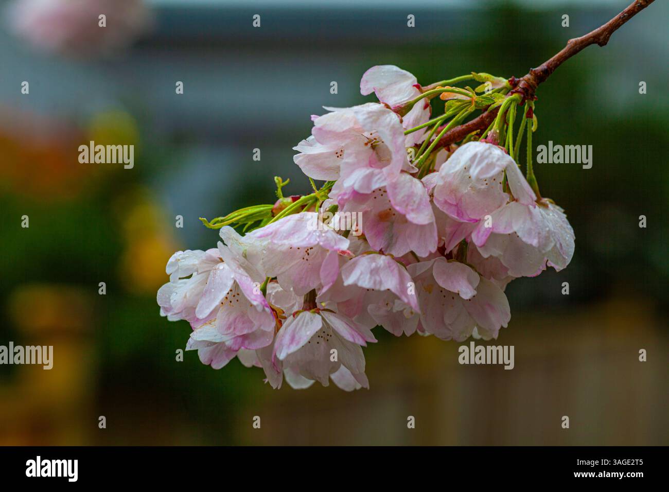 Detailed cluster of cherry blossoms in Steveston British Columbia ...