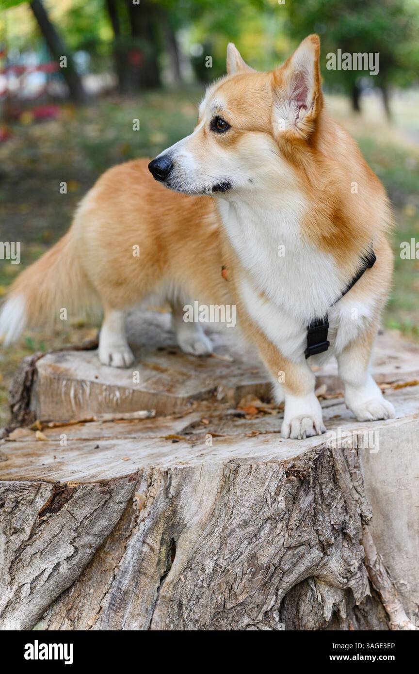Welsh Corgi dog with a harness standing on a large tree stump in a ...