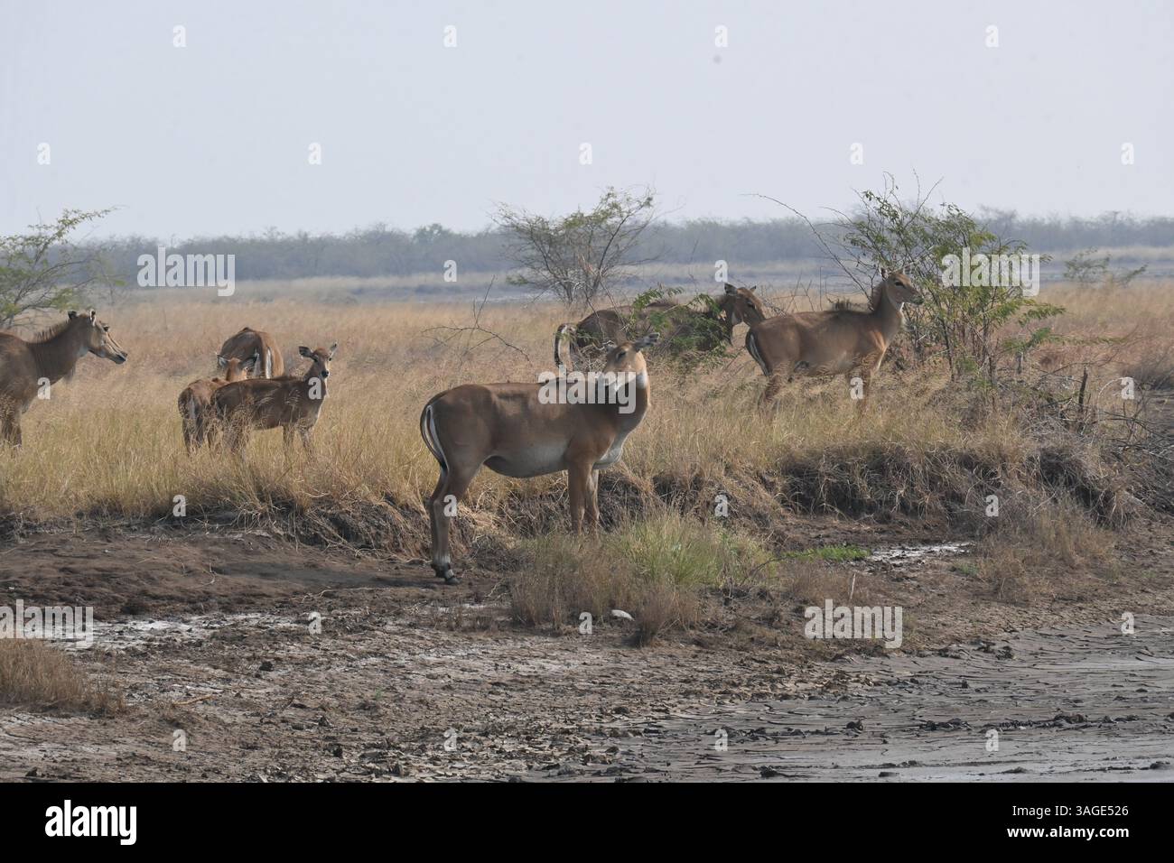Group deer seen moving hi-res stock photography and images - Alamy