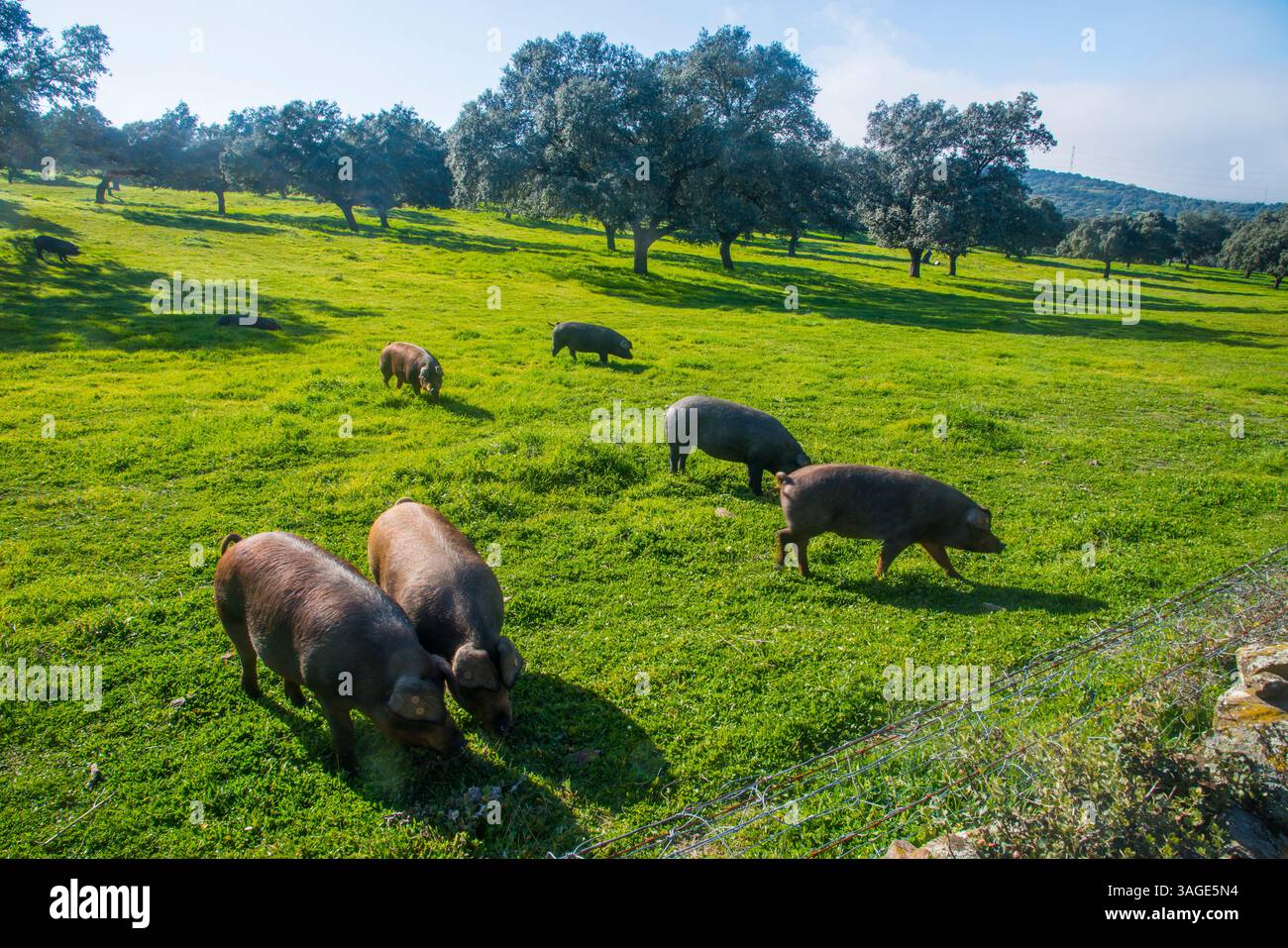 Piara nature reserve hi-res stock photography and images - Alamy