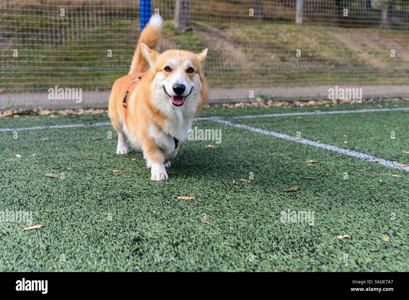 Cheerful welsh corgi dog in harness walks toward the camera on a ...