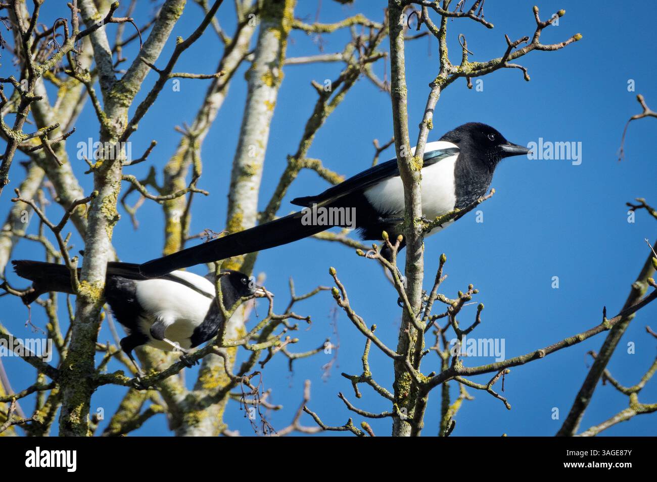 A pair of magpies in tree branches against a blue sky Stock Photo - Alamy