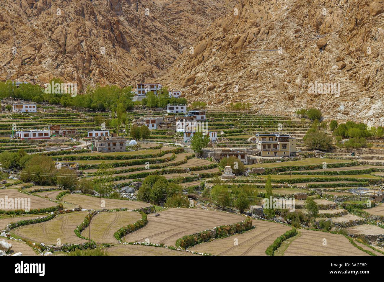 Terrace farms with lush green fields at a remote village in Ladakh ...