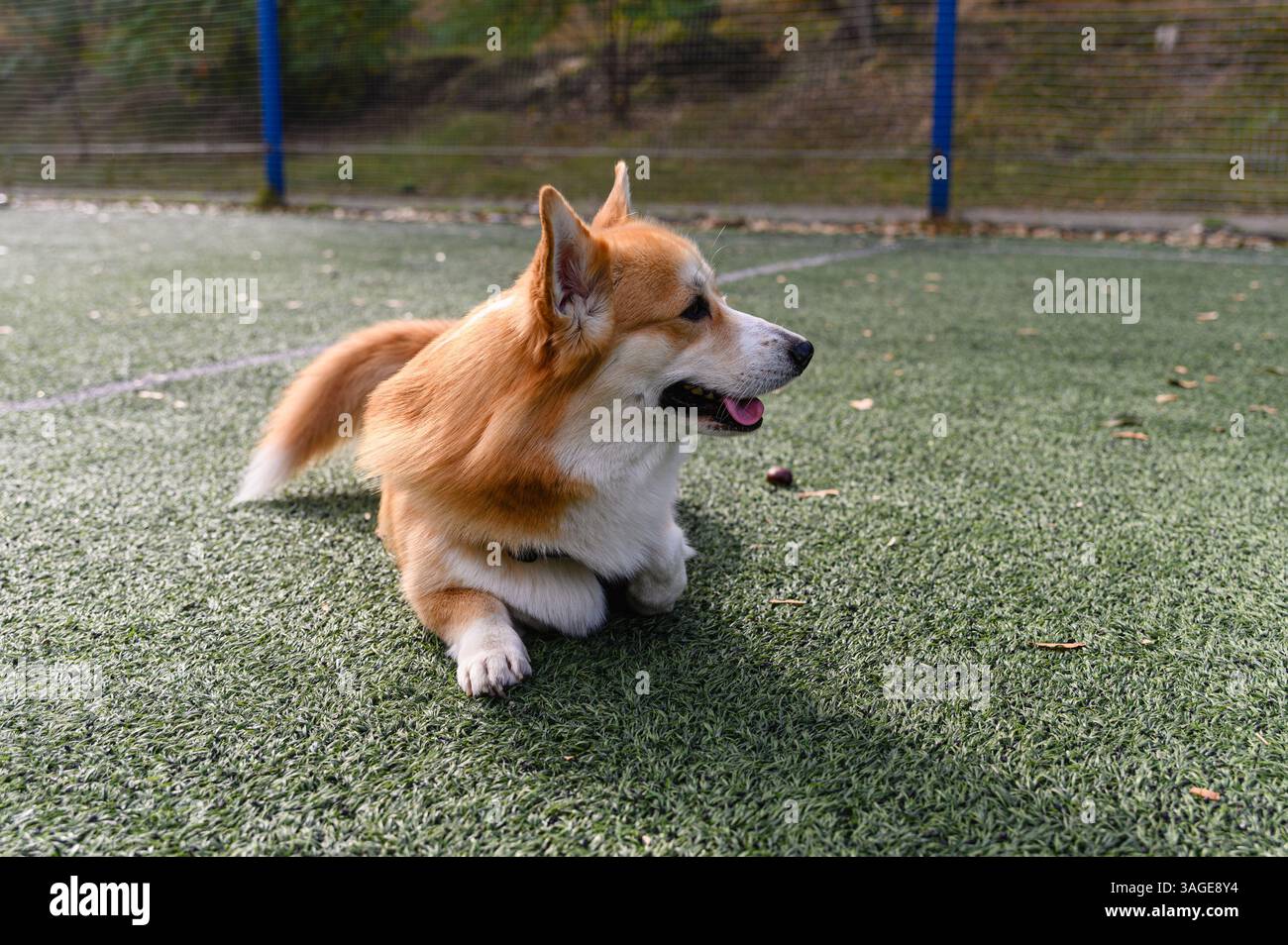 Cute corgi dog lying on artificial green grass, looking to the side ...