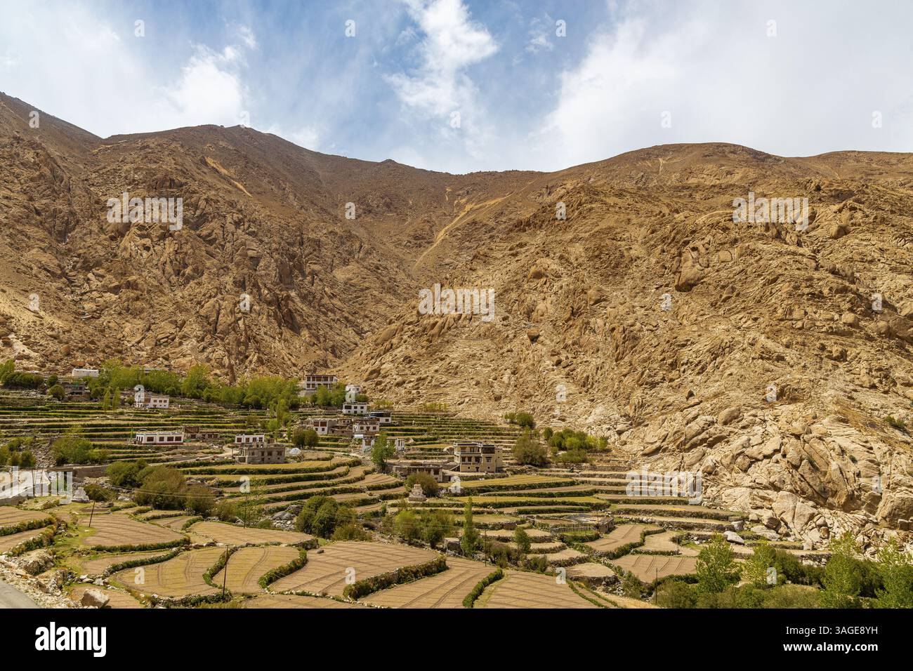 Terrace farms with lush green fields at a remote village in Ladakh ...