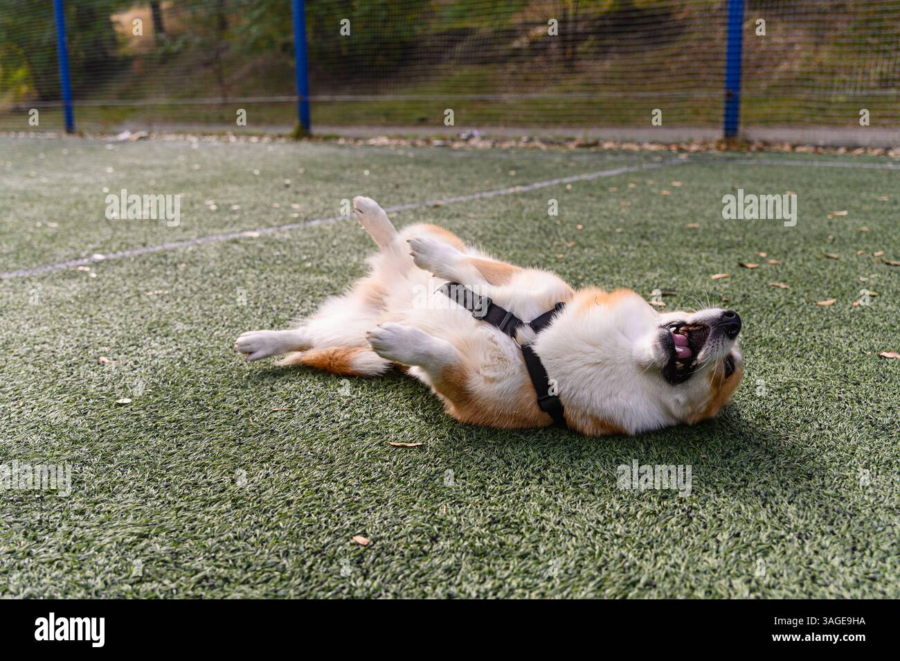 Cute corgi dog wearing a harness lying on its back and rolling on green ...