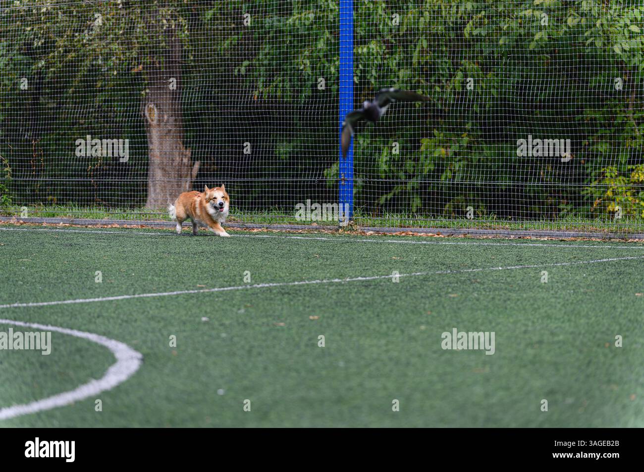 Energetic corgi dog running across artificial green turf, chasing a ...