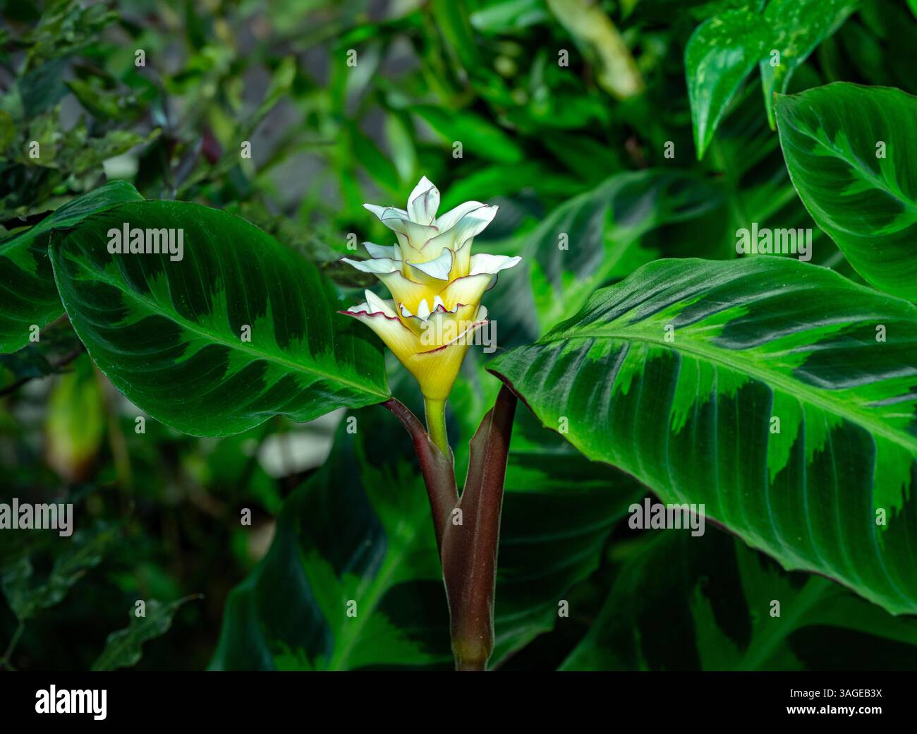 Jungle velvet calathea (Goeppertia Warscewiczii) houseplant Stock Photo ...