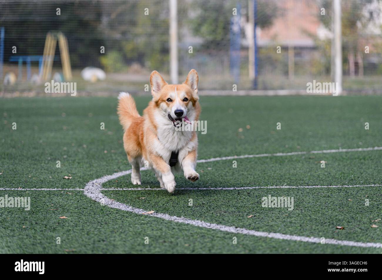 Energetic corgi dog running toward the camera on artificial green turf ...