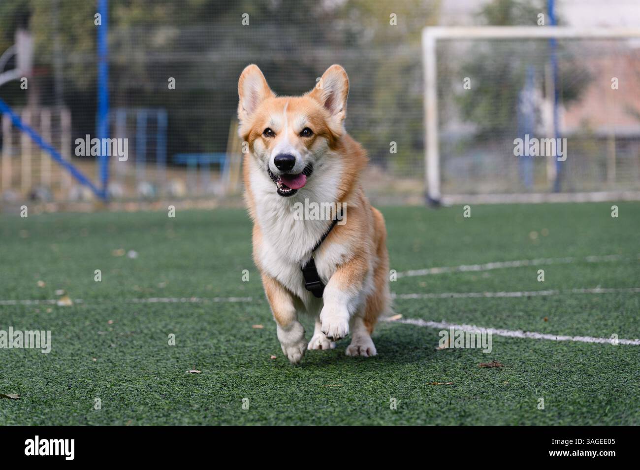Energetic corgi dog running toward the camera on artificial green turf ...