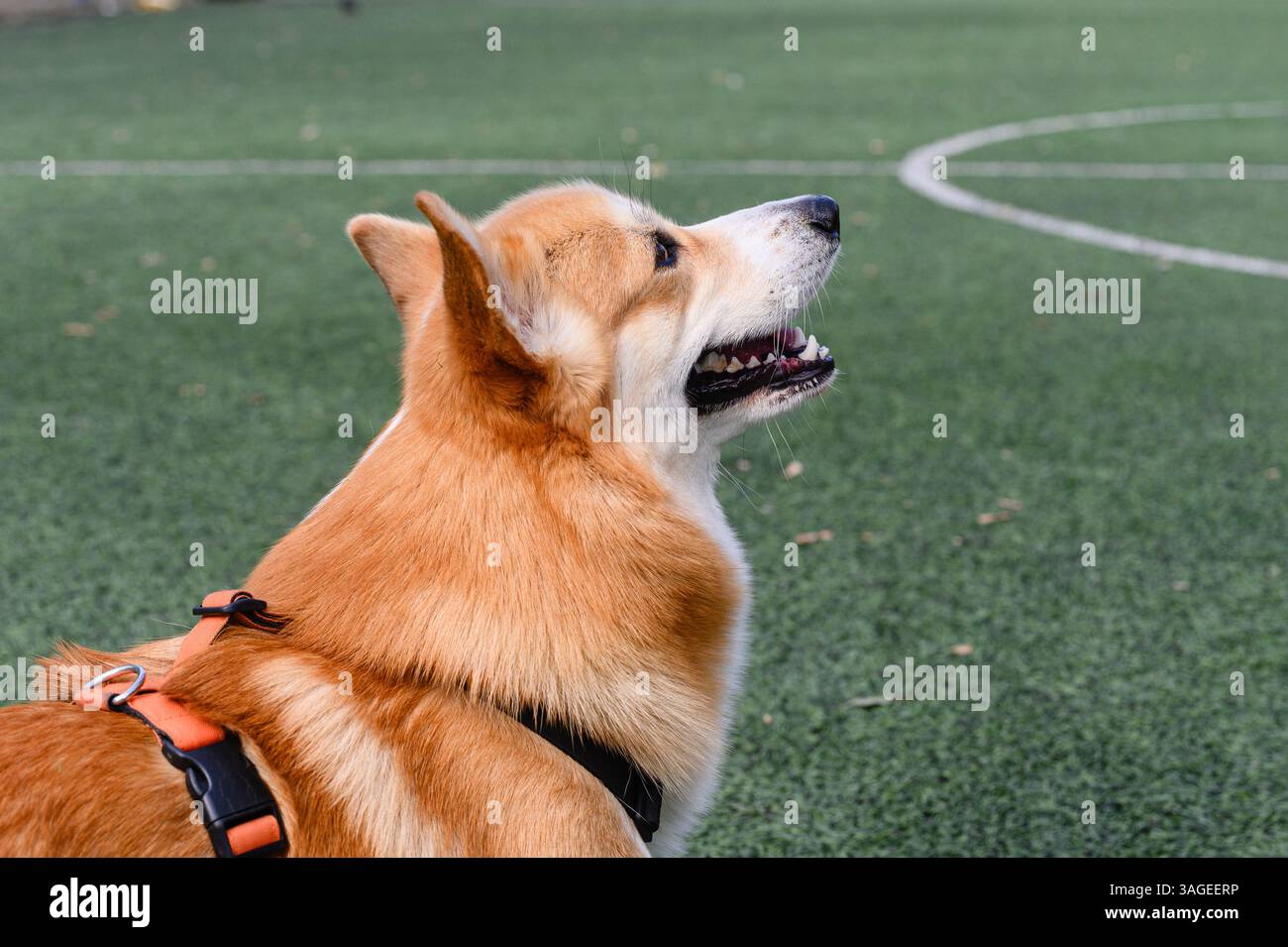 Close-up side view of a corgi dog in an orange harness, looking up with ...