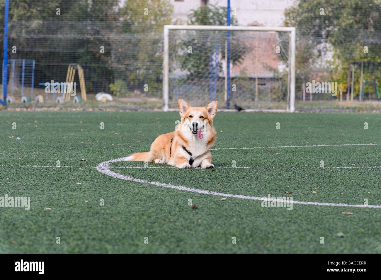 Cheerful corgi dog with open mouth and tongue out lying on green ...