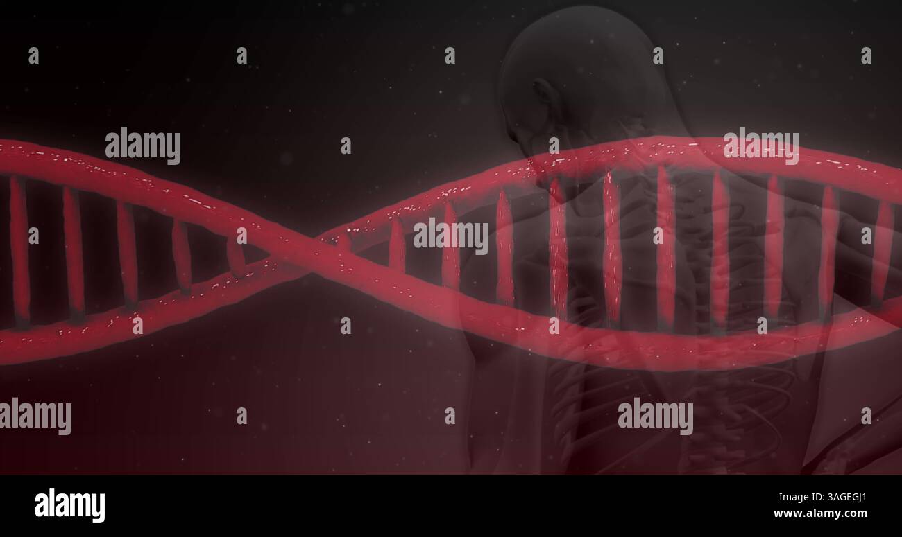 Image of 3d red dna strand spinning over human body Stock Photo - Alamy