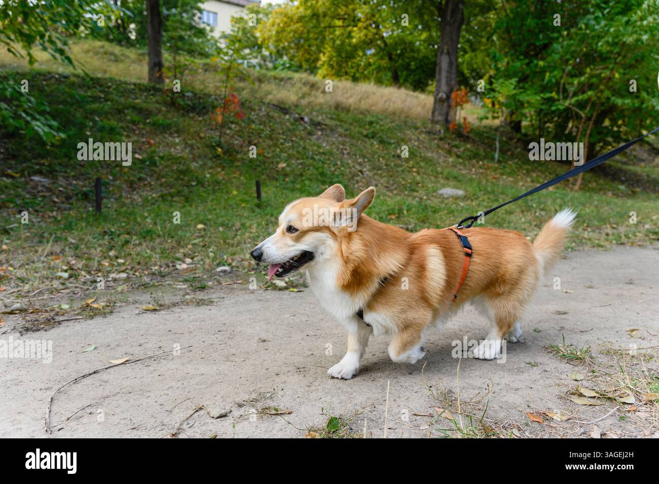 Corgi dog in orange harness pulling on leash while walking along a park ...