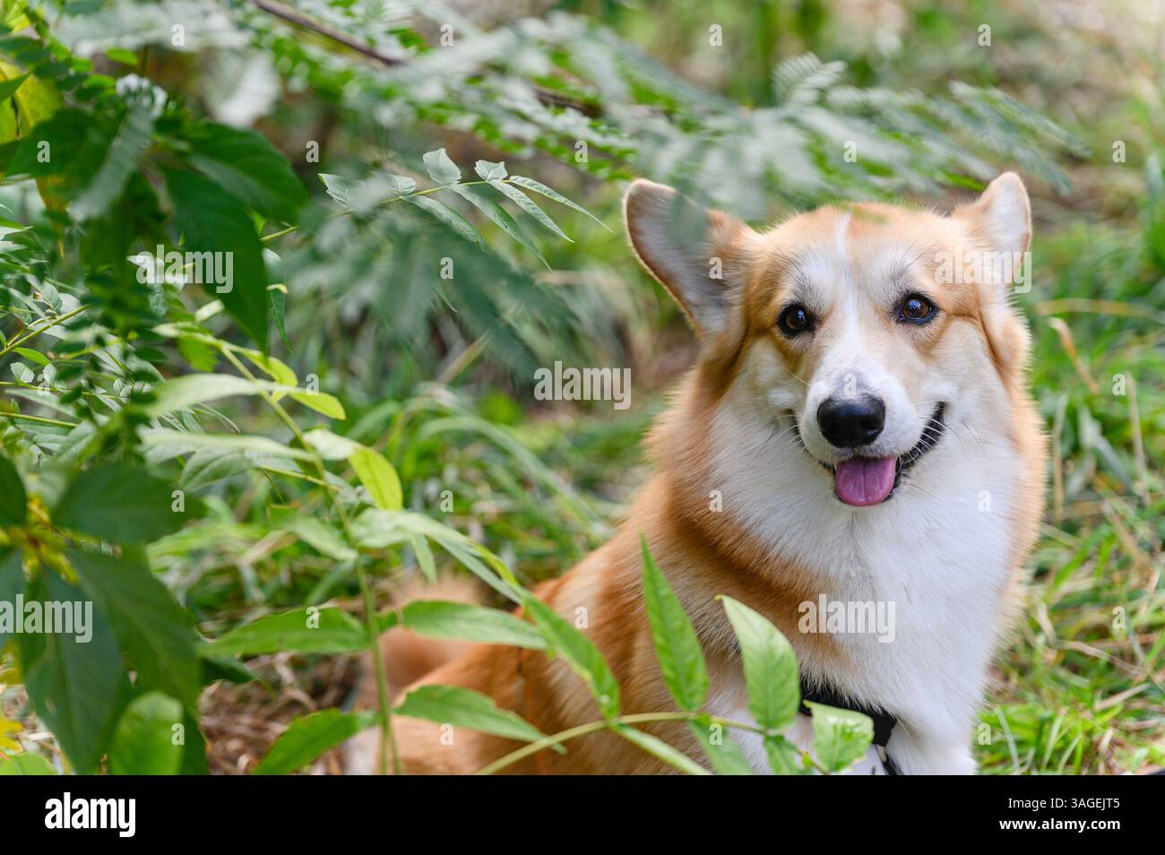 Happy corgi dog with tongue out sitting among lush green plants in the ...