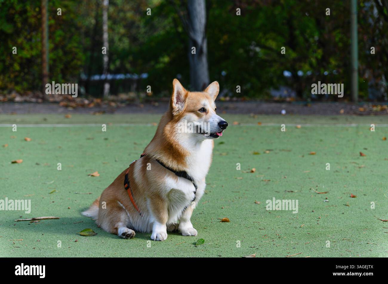 Corgi dog in a harness sitting on a green sports surface, looking from ...