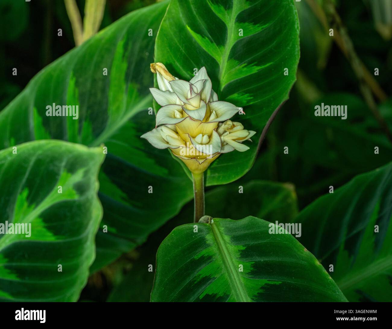 Jungle velvet calathea (Goeppertia Warscewiczii) houseplant Stock Photo ...