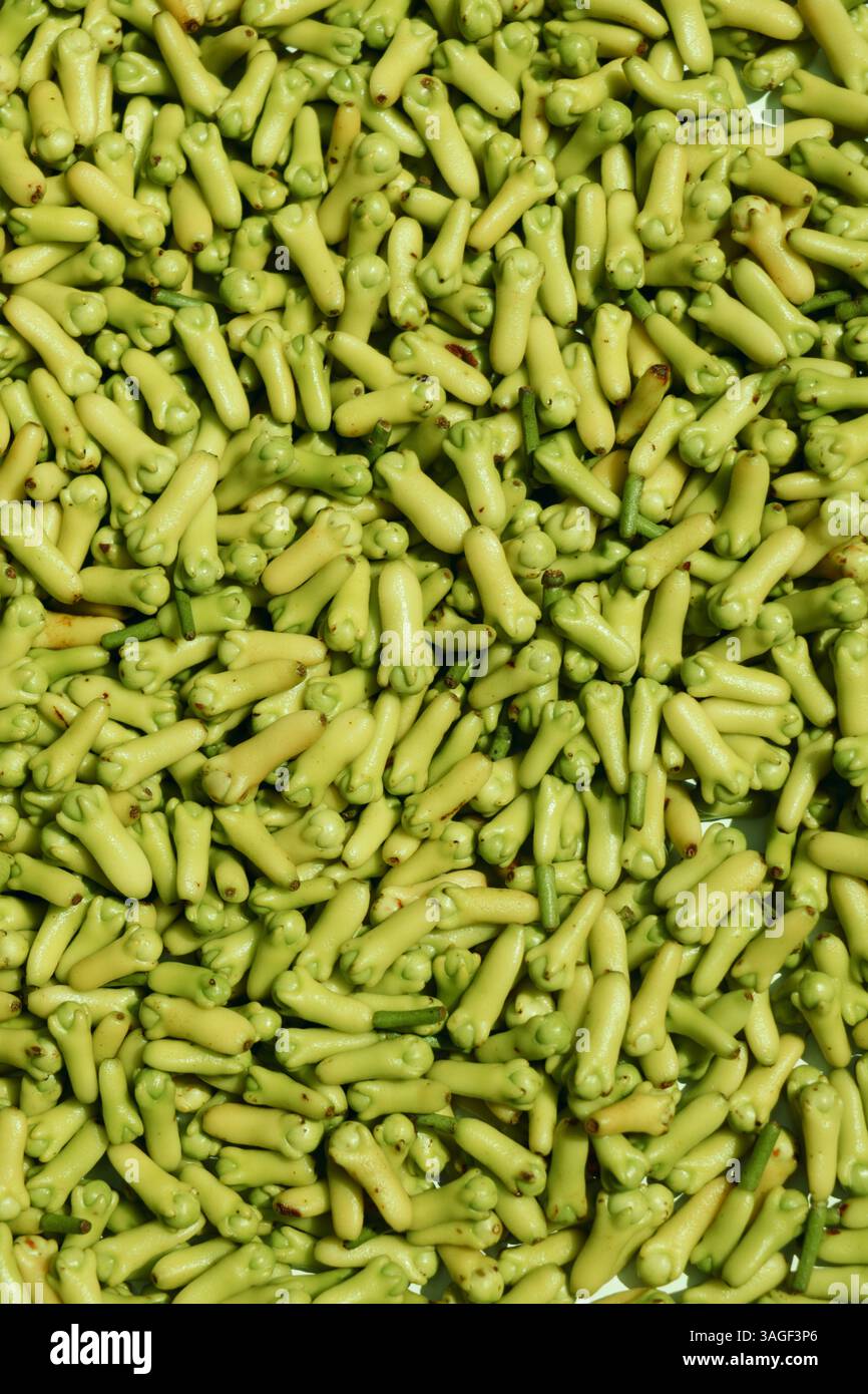 Clove bush syzygium aromaticum hi-res stock photography and images - Alamy