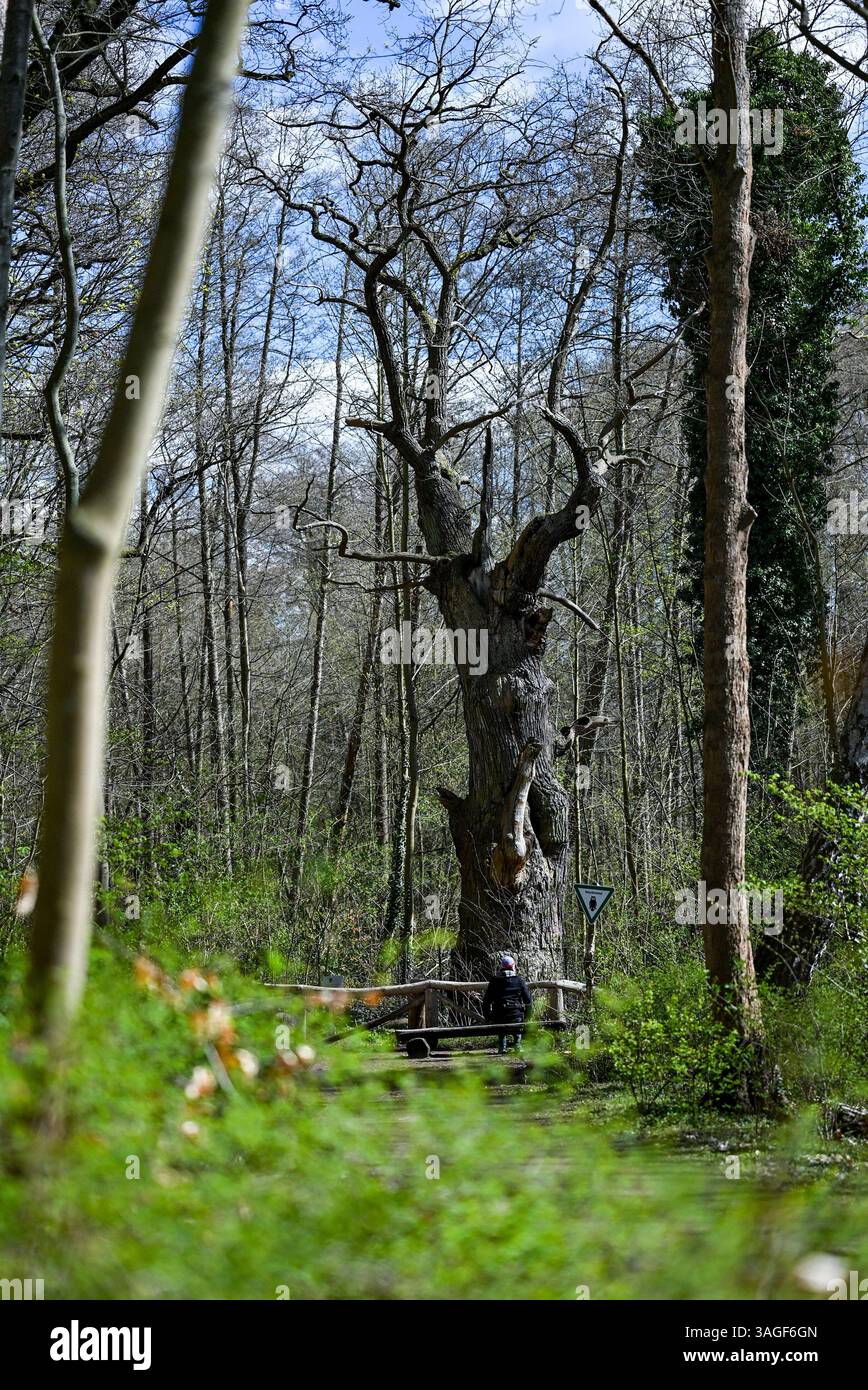 Tegel, Germany. 08th Apr, 2025. The oldest tree in Berlin, a ...
