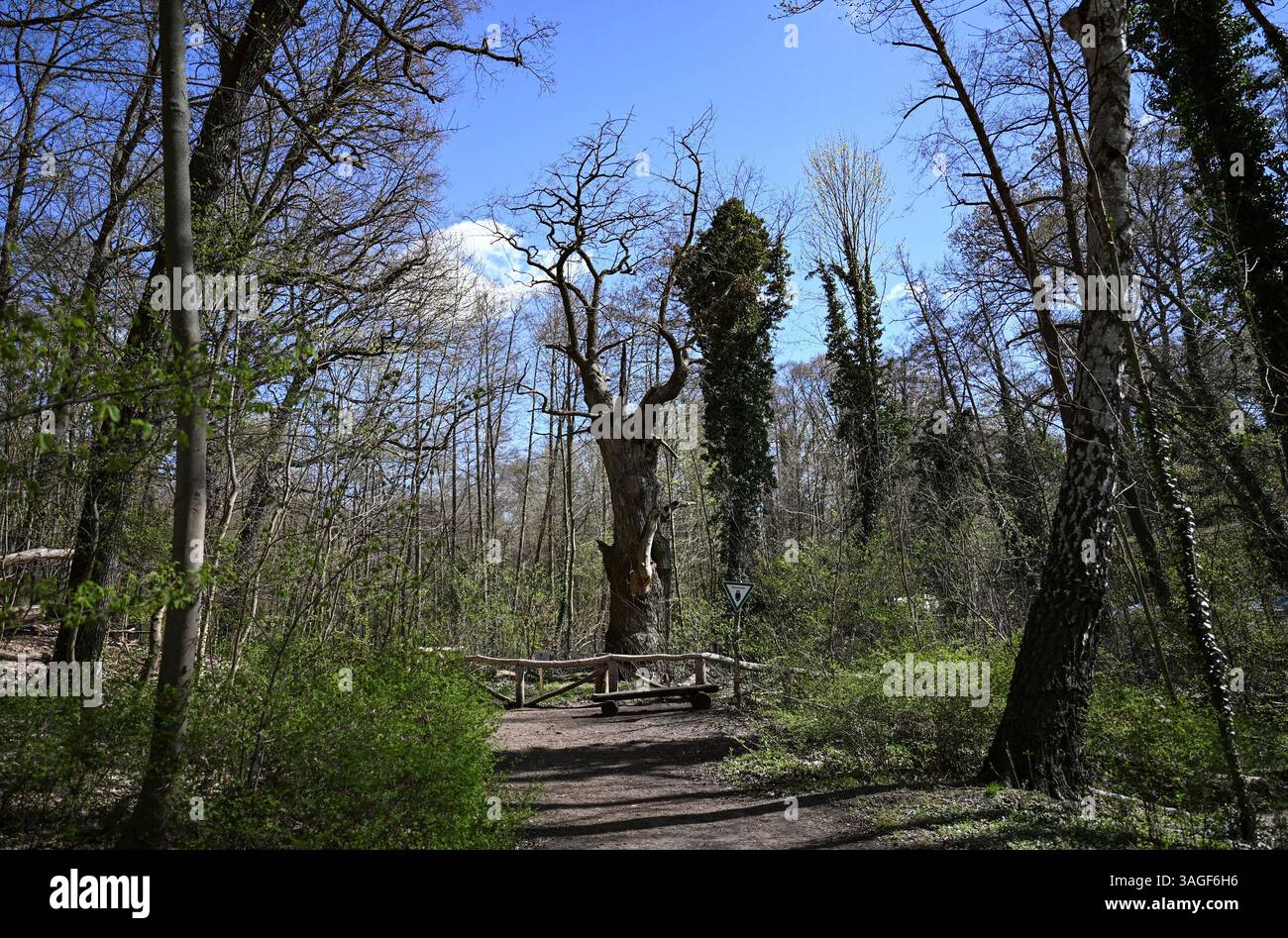 Tegel, Germany. 08th Apr, 2025. The oldest tree in Berlin, a ...