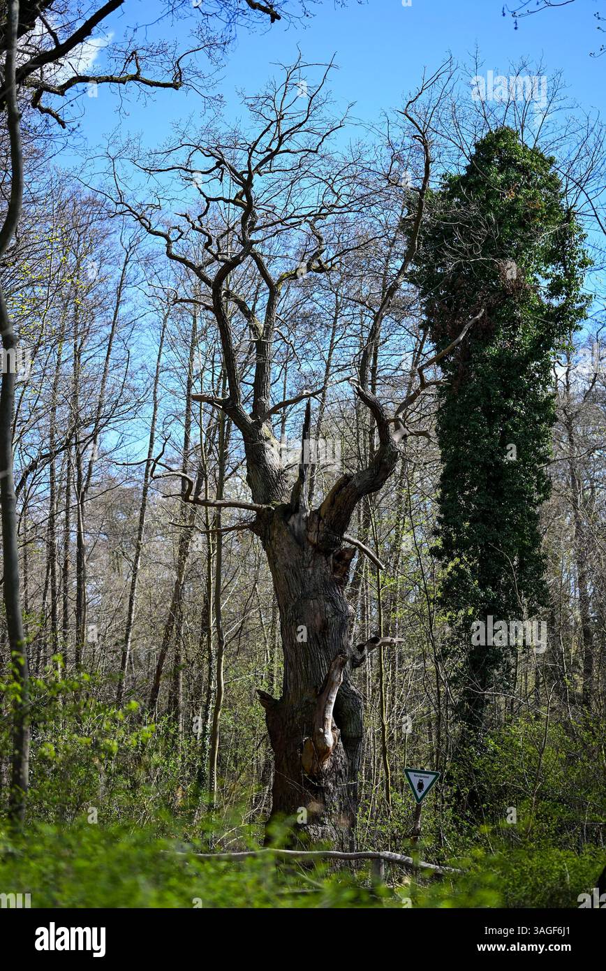 Tegel, Germany. 08th Apr, 2025. The oldest tree in Berlin, a ...