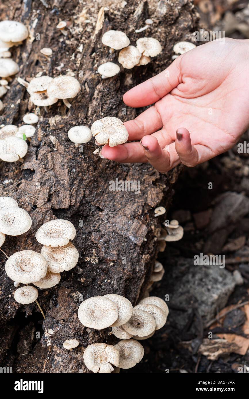 Hand reaching out touch moss hi-res stock photography and images - Alamy