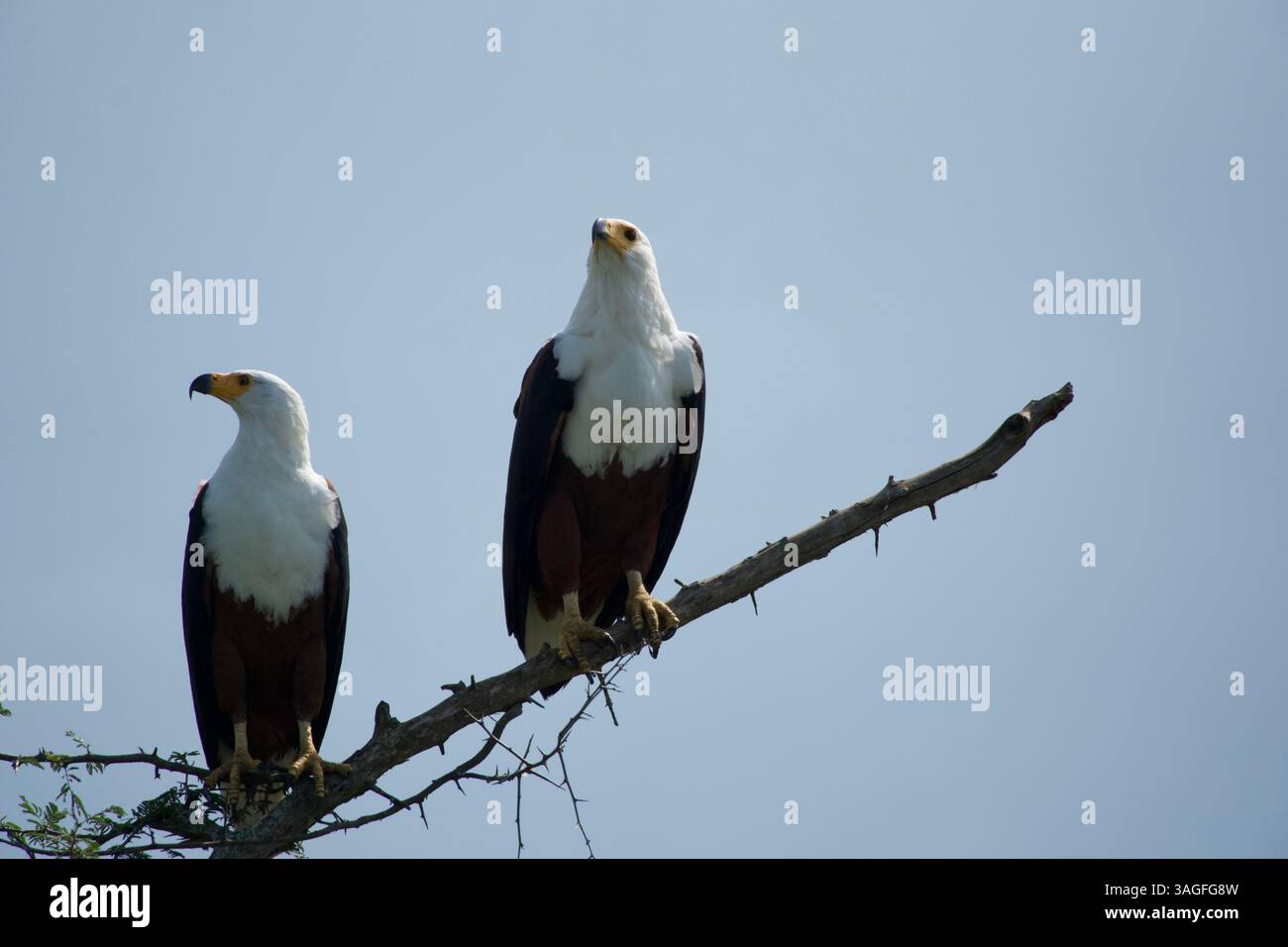 Two eagles sit on a tree branch. Eagle couple Stock Photo - Alamy