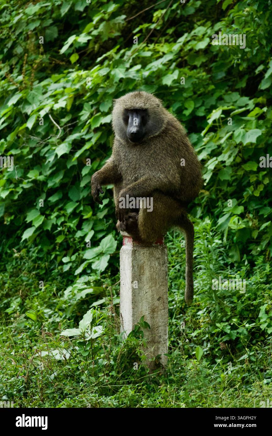 baboon monkey sitting on a post on the road in the rainforest Stock ...