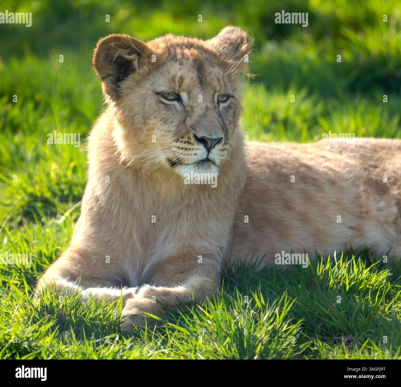 African Lion Cub - Panthera leo is often celebrated as 'King & Queen of ...