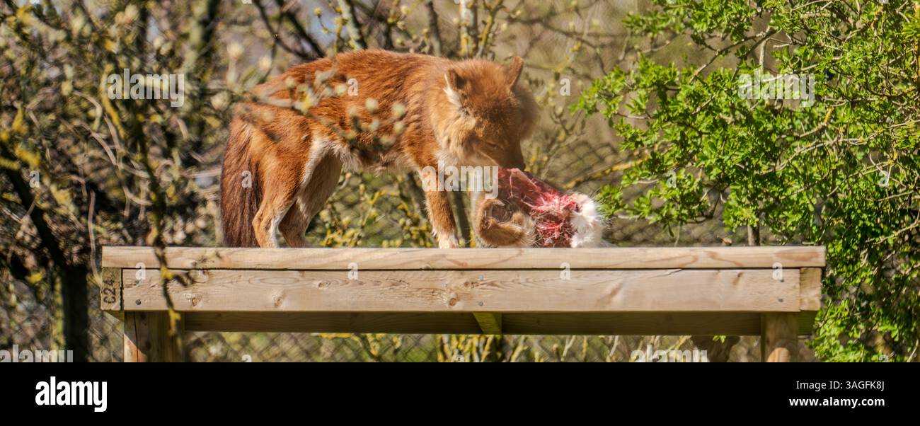 Dhole - Asiatic Wild Dog Stock Photo - Alamy
