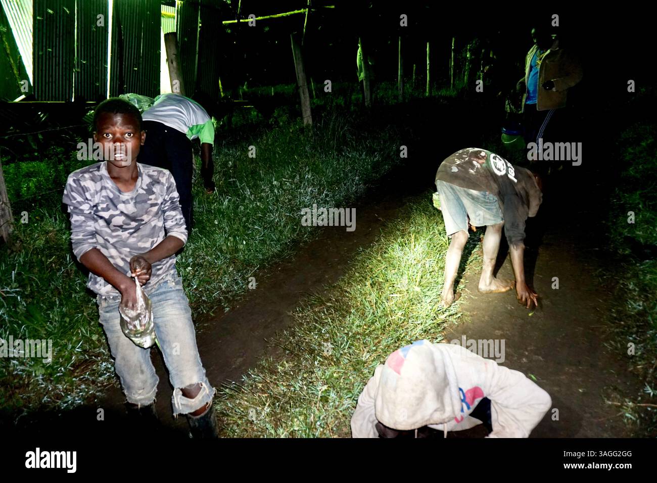 Children collect locusts at night in Uganda. Grasshopper collecting by ...