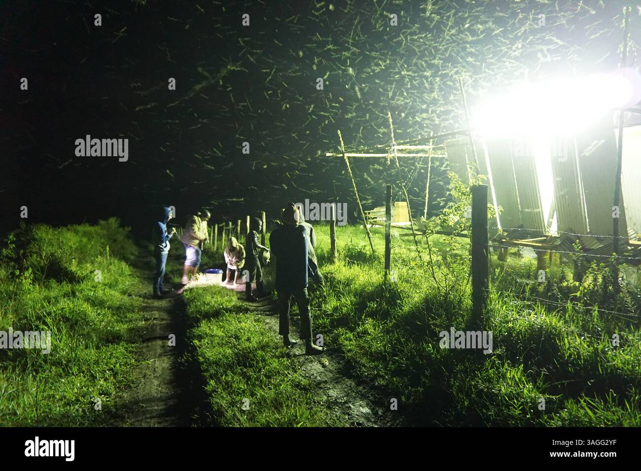 Children collect locusts at night in Uganda. Grasshopper collecting by ...