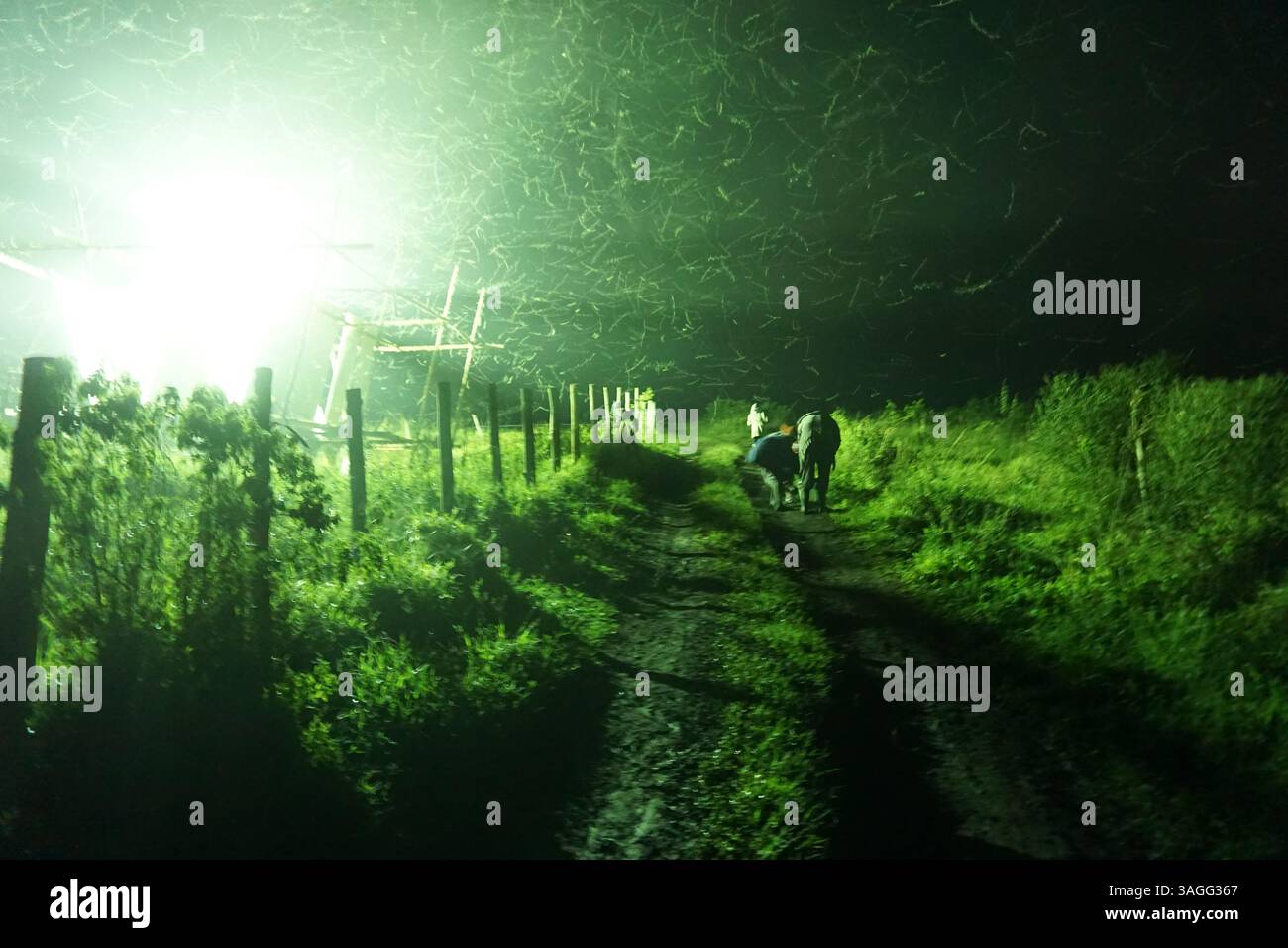 Children collect locusts at night in Uganda. Grasshopper collecting by ...