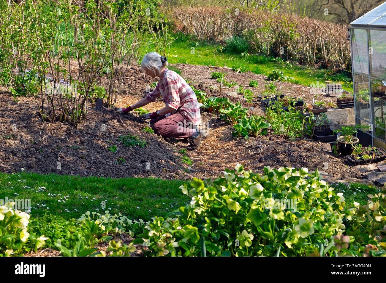 Older woman senior person weeding around blackcurrant soft fruit bushes in spring April garden ...