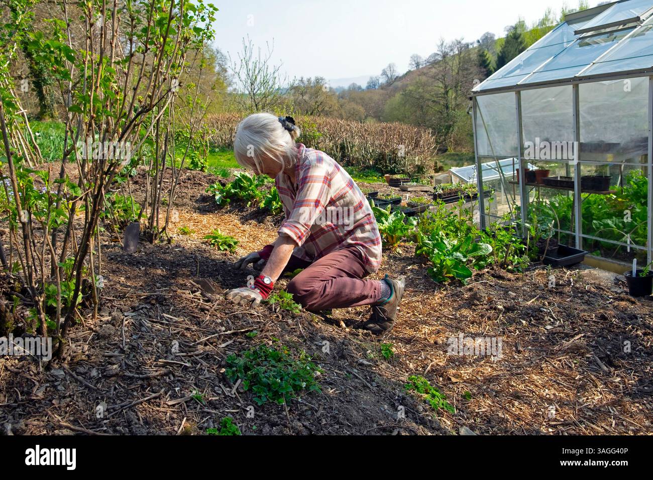 Older woman senior person weeding around blackcurrant soft fruit bushes ...
