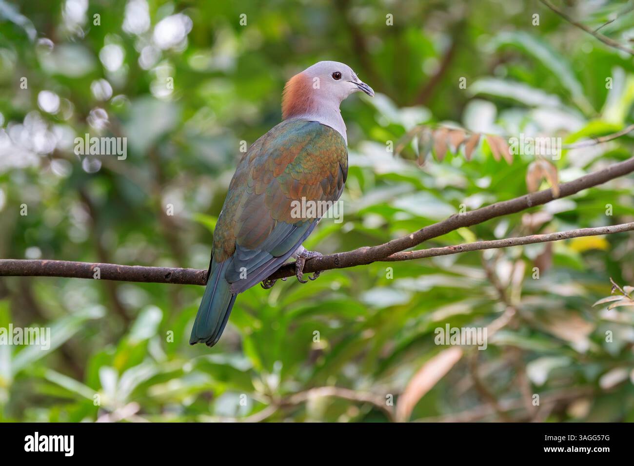 Green Imperial Pigeon, Ducula aenea Stock Photo - Alamy