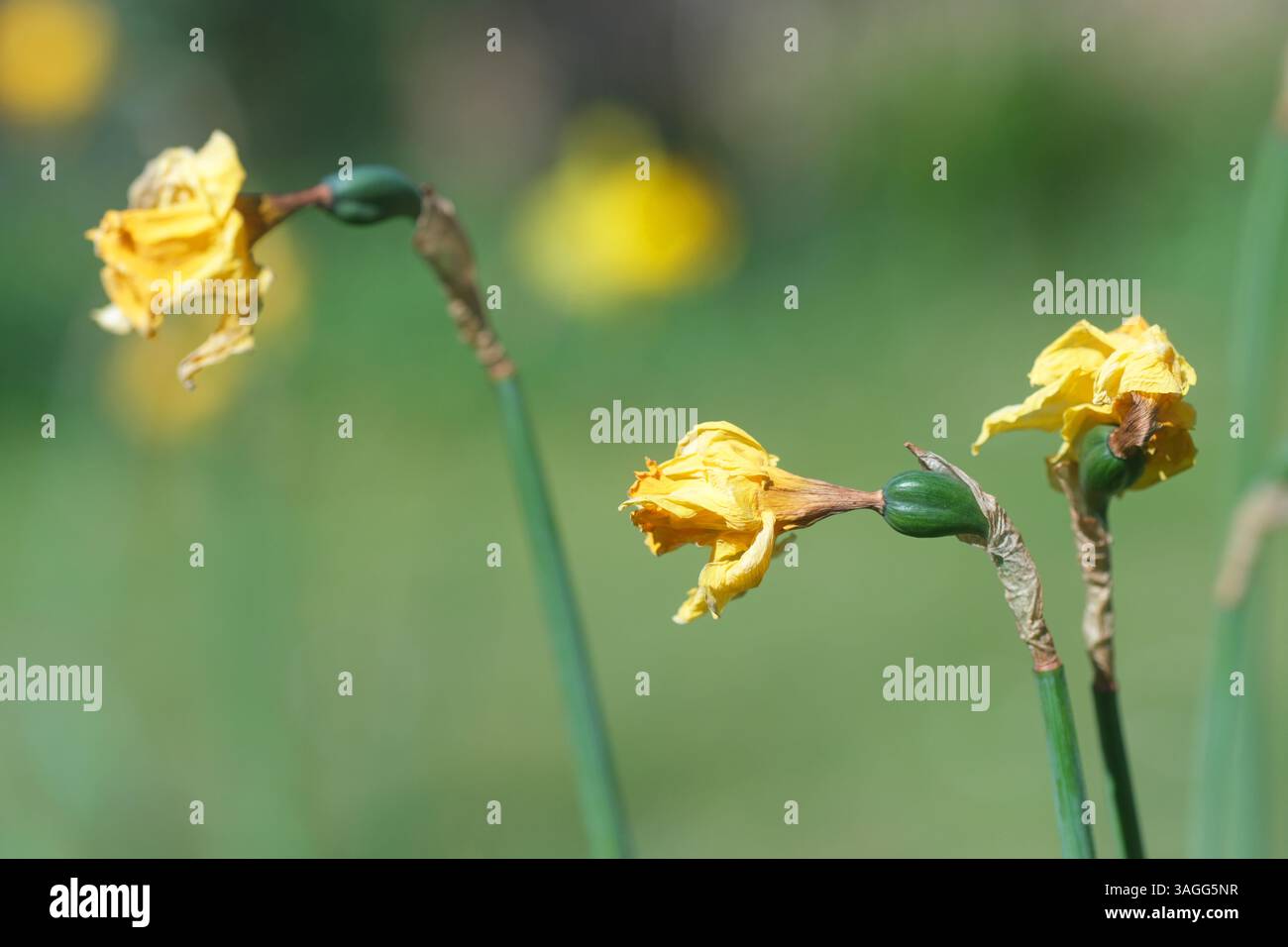 Daffodil seed heads in April in UK after flowering Stock Photo - Alamy