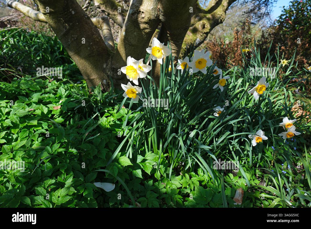 Spring daffodils planted in the shade of a tree - April UK Stock Photo ...