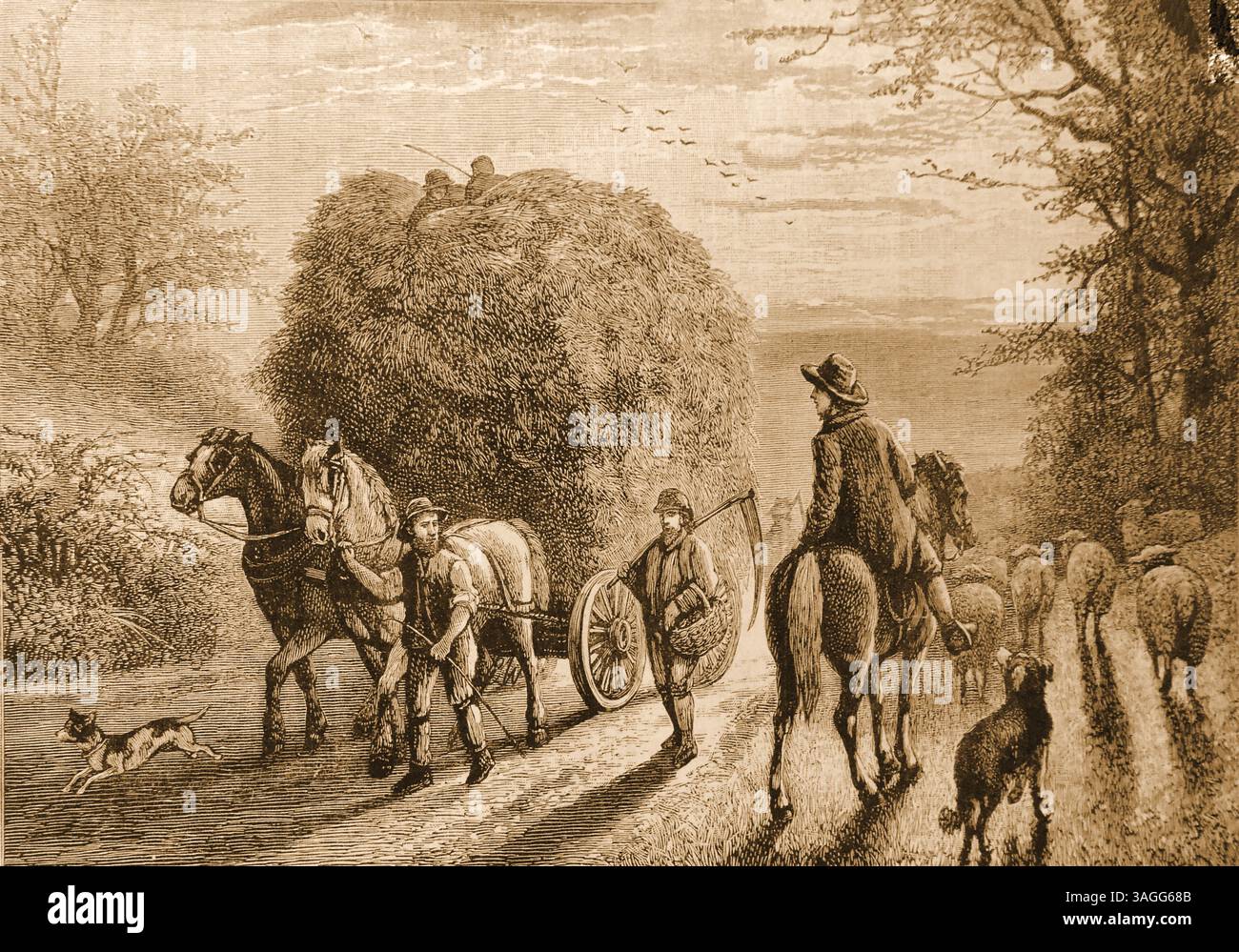 1880's image of the Harvest Home, last load Stock Photo - Alamy