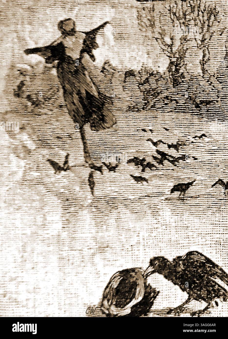 A 19th century illustration showing crows attacking a scarecrow in a ...