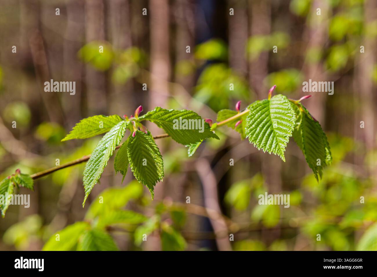 Leaves on trunk beech hi-res stock photography and images - Alamy