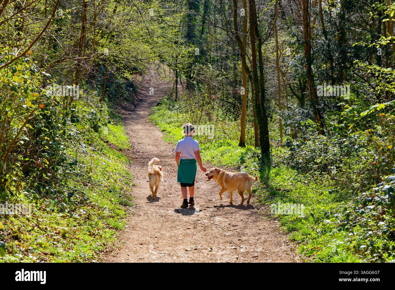 Rear view of a boy in school uniform walking his dogs on a woodland ...