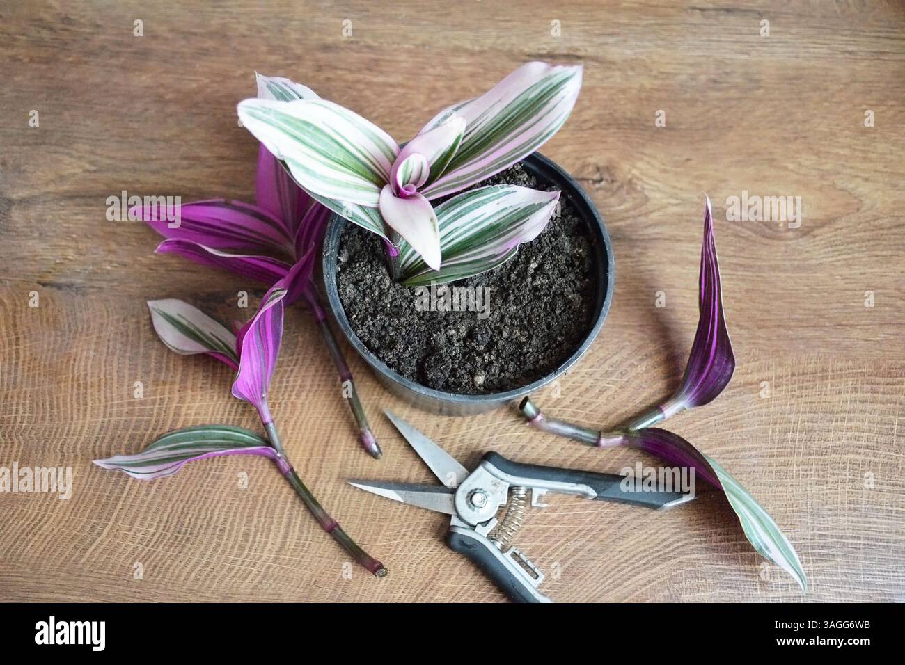 Tradescantia nanouk hi-res stock photography and images - Alamy