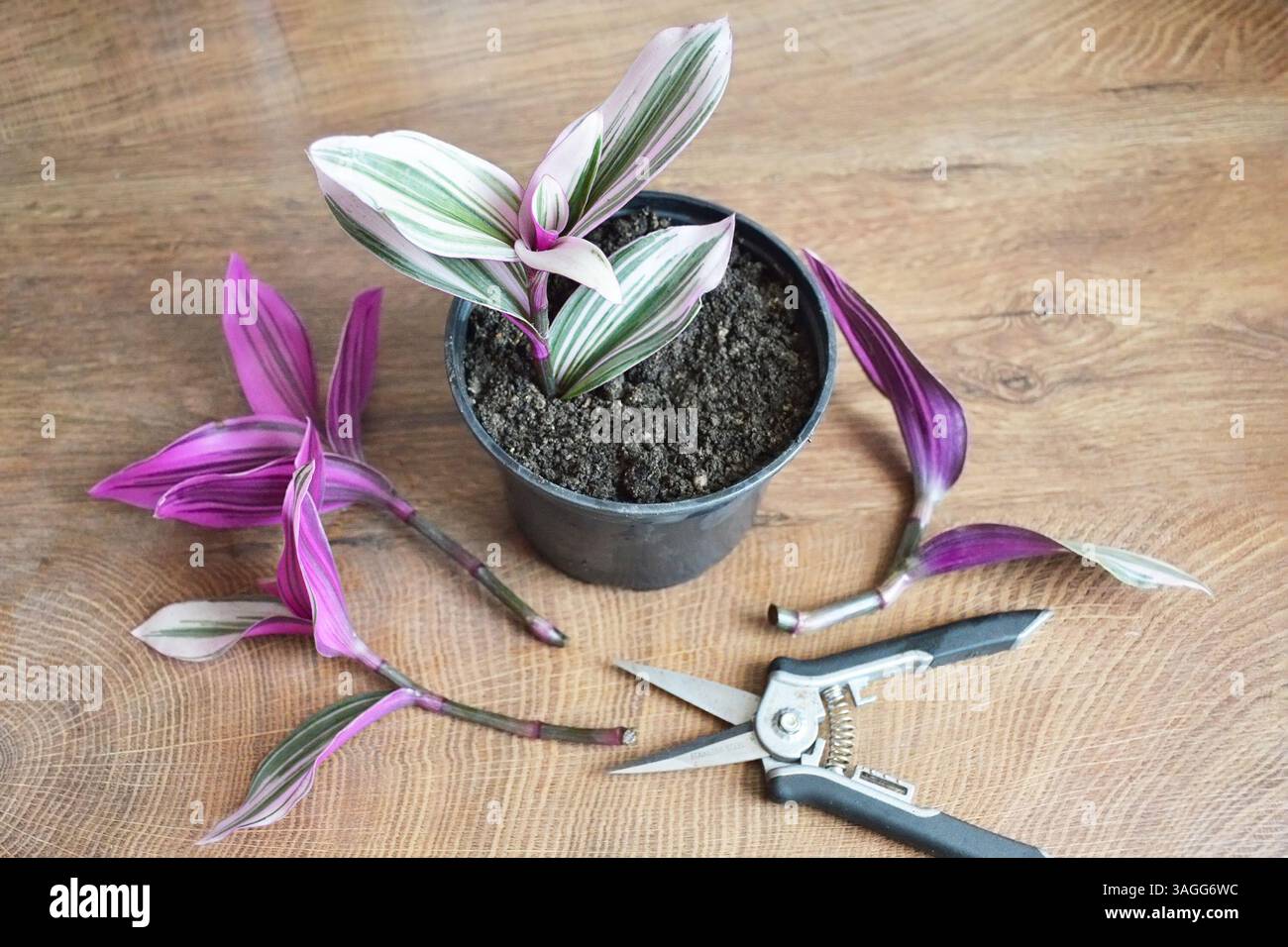Tradescantia nanouk hi-res stock photography and images - Alamy