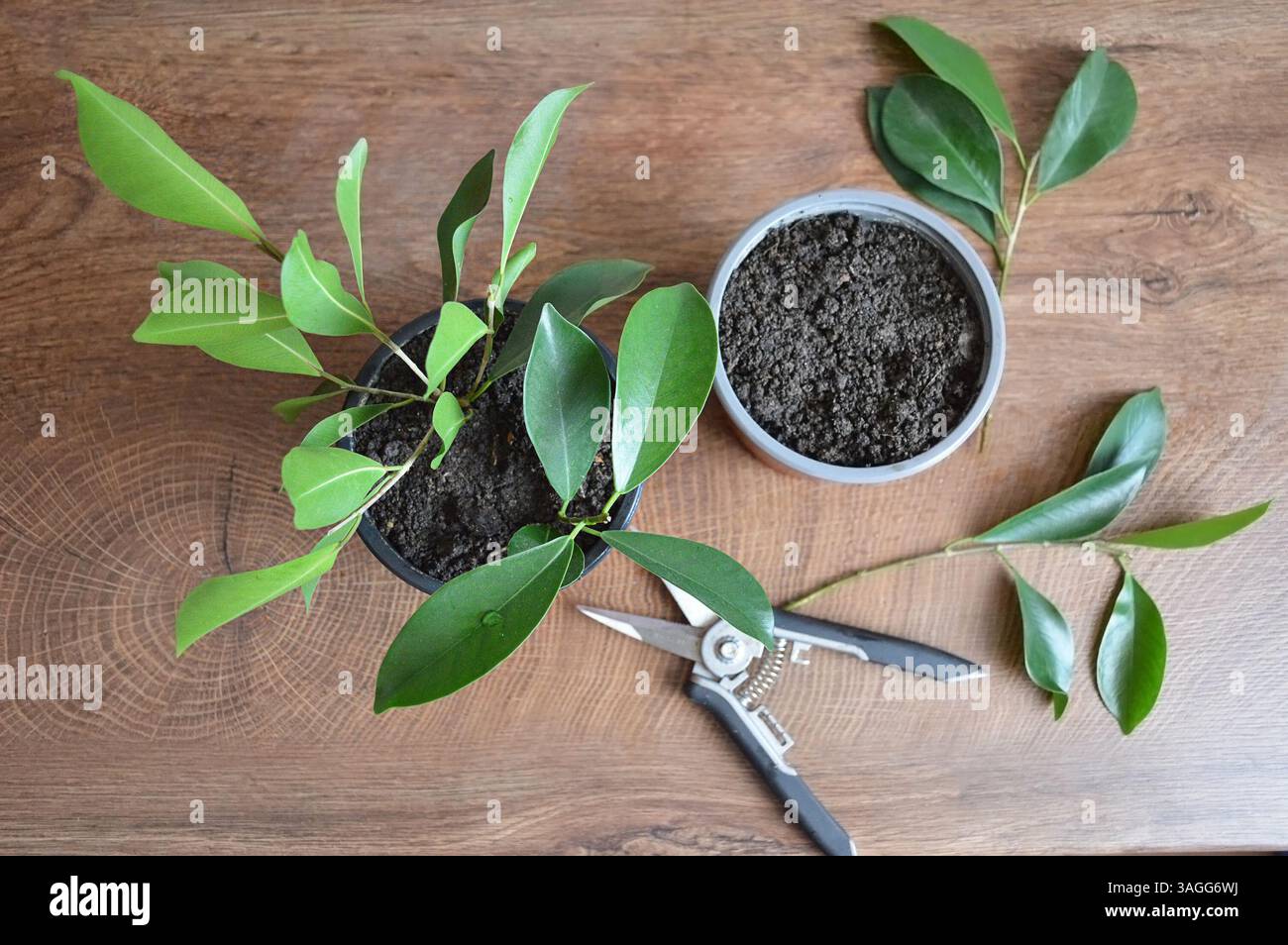 Propagation of Ficus Benjamin by cuttings. Houseplant care concept ...